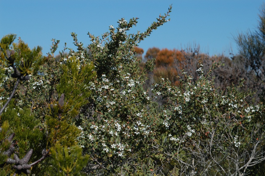 Coastal Tea Tree - ClimateWatch Australia- Citizen Science App